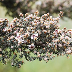 Leptospermum lanigerum