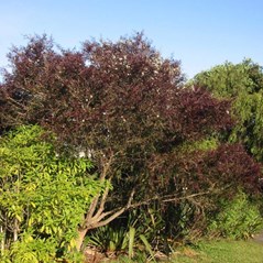 Leptospermum nitidum ‘Copper Sheen’