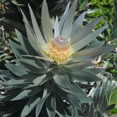 Leucadendron argenteum
