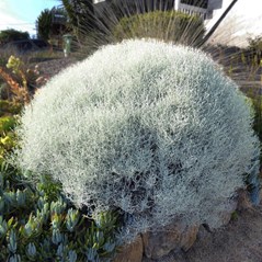 Leucophyta brownii