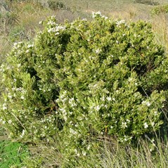 Leucopogon parviflorus