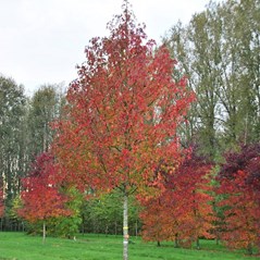 Liquidambar styraciflua