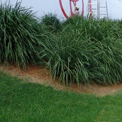 Lomandra longifolia 'Cassica'