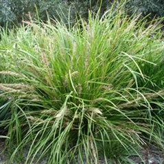 Lomandra longifolia 'Katrinus Deluxe'