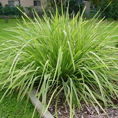 Lomandra longifolia