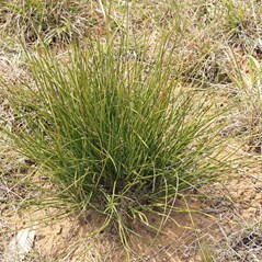 Lomandra micrantha ssp. micrantha