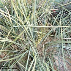 Lomandra multiflora ssp. dura