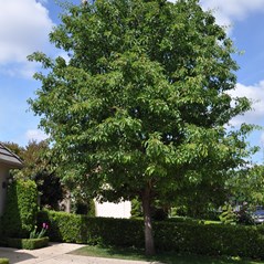 Lophostemon confertus