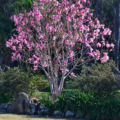 Magnolia campbellii
