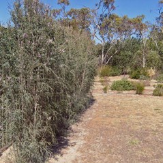 Melaleuca decussata
