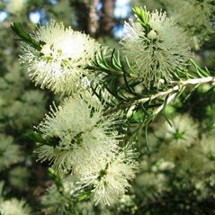Melaleuca ericifolia