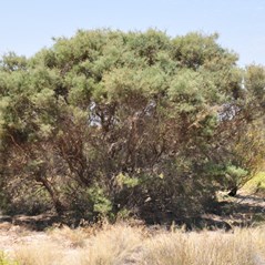 Melaleuca glomerata