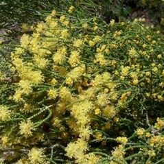 Melaleuca micromera