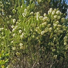 Melaleuca microphylla