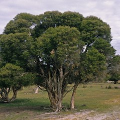 Melaleuca preissiana