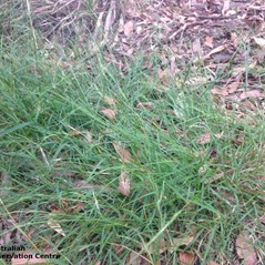 Microlaena stipoides var. stipoides