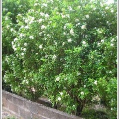 Murraya paniculata