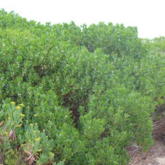 Myoporum insulare