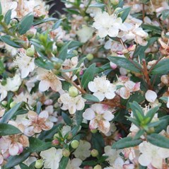 Myrtus communis 'Compacta'
