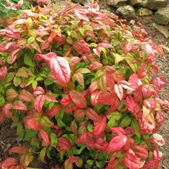 Nandina domestica 'Nana'