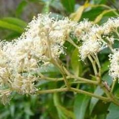 Nuxia floribunda
