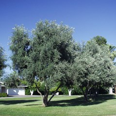 Olea europaea 'Swan Hill'