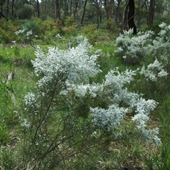 Olearia floribunda