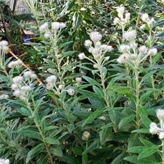 Olearia pannosa ssp. pannosa