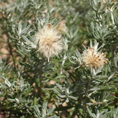 Olearia pimeleoides ssp. pimeleoides