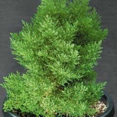 Olearia teretifolia 'L'il Bewdy'