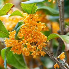 Osmanthus fragrans var. aurantiacus