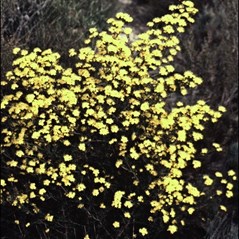 Phebalium stenophyllum