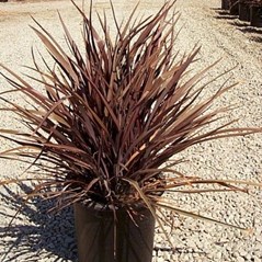 Phormium cookianum x tenax 'Surfer'