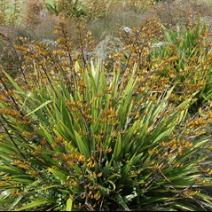 Phormium cookianum