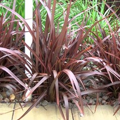 Phormium tenax 'Sweet Mist'