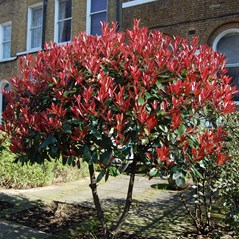 Photinia x fraseri 'Red Robin'.