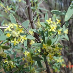 Pimelea microcephala