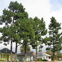 Pinus canariensis