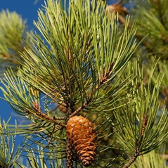 Pinus pinaster