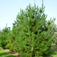 Pinus radiata