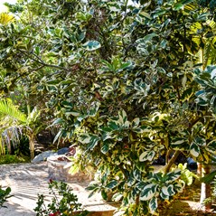 Pisonia umbellifera ‘Variegata’