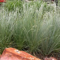 Poa labillardieri 'Eskdale'