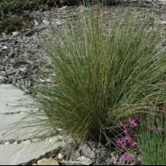 Poa morrisii