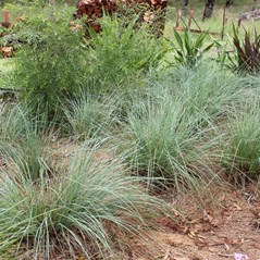 Poa poiformis 'Kingsdale'