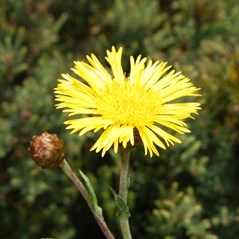 Podolepis jaceoides