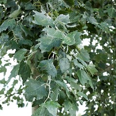 Populus alba