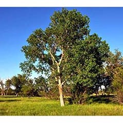 Populus deltoides