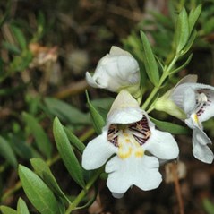 Prostanthera striatiflora