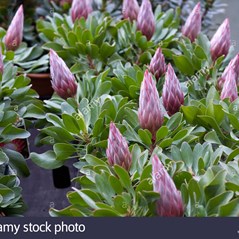Protea cynaroides 'Little Prince'