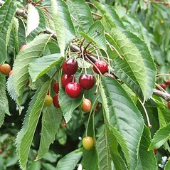 Prunus avium